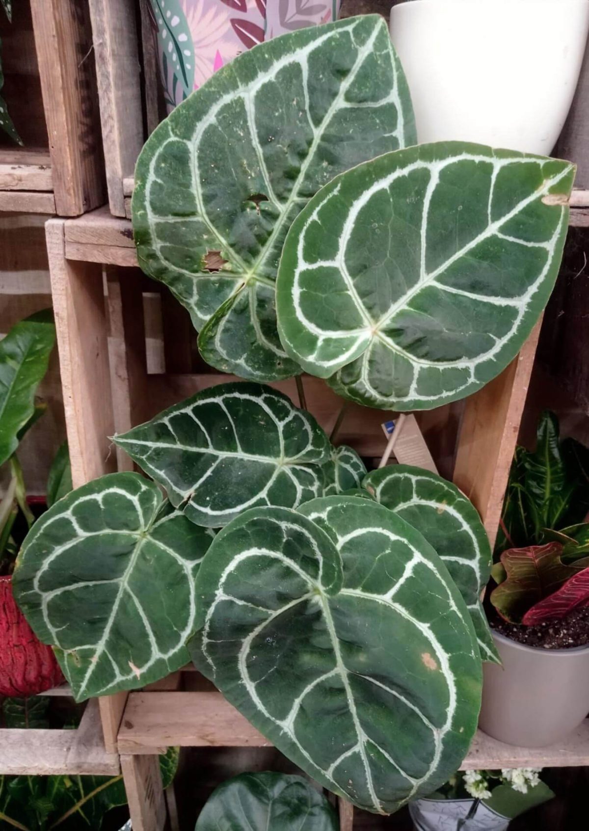 Anthurium crystallinum Silver Blush - Blumen Weyer